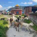 Afternoon Tibetan cultural tour - FAQ