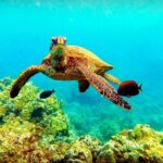 Afternoon Turtle Town Snorkel at Coral Gardens - Discovering the Float: What to Expect