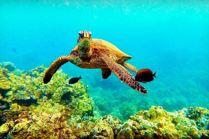 Afternoon Turtle Town Snorkel at Coral Gardens - Discovering the Float: What to Expect