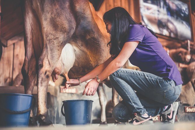 Agrodome Farm Experience including Farm Show and Farm Tour - Rotorua - The Price and Value