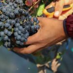 Aguascalientes: Magical Town and Winery Tour - In-Depth Look at the Experience