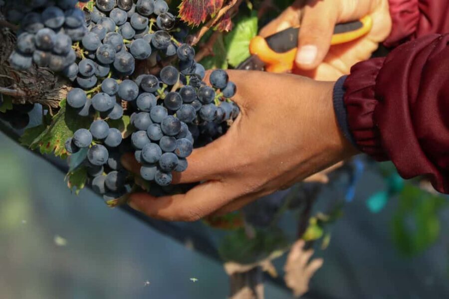 Aguascalientes: Magical Town and Winery Tour - In-Depth Look at the Experience