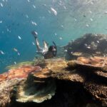 Airlie Beach: Outer Great Barrier Reef Snorkeling Day Trip - What Makes This Tour Stand Out?
