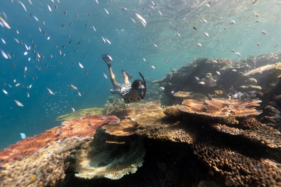 Airlie Beach: Outer Great Barrier Reef Snorkeling Day Trip - What Makes This Tour Stand Out?