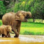 Airport Arrival Transfer Tot Udawalawe - An Honest Look at the Airport Arrival Transfer to Udawalawe