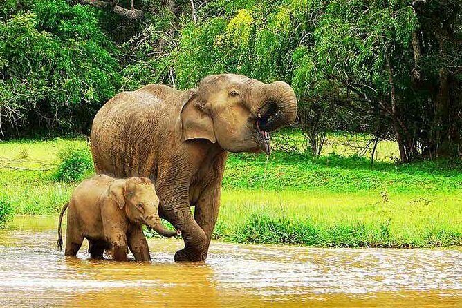 Airport Arrival Transfer Tot Udawalawe - An Honest Look at the Airport Arrival Transfer to Udawalawe