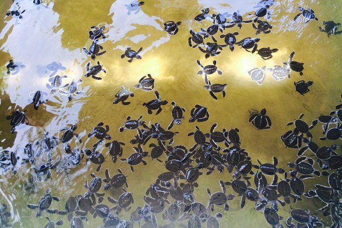 Airport Transfer by Hikkaduwa Taxi Service - Who Will This Service Suit Best?