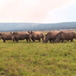 Akagera Safari Ride Share 1 Day Adventure - The Sum Up: Is It Worth It?