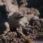 Akaroa: 4WD Safari and Guided Sea-Kayaking Experience - Preparing for Sea Kayaking