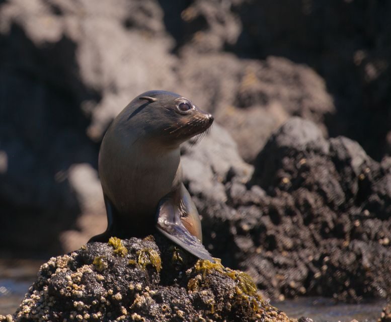 Akaroa: 4WD Safari and Guided Sea-Kayaking Experience - Preparing for Sea Kayaking