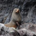Akaroa Harbour 2-Hour Dolphin Nature Cruise - The Itinerary and What to Expect