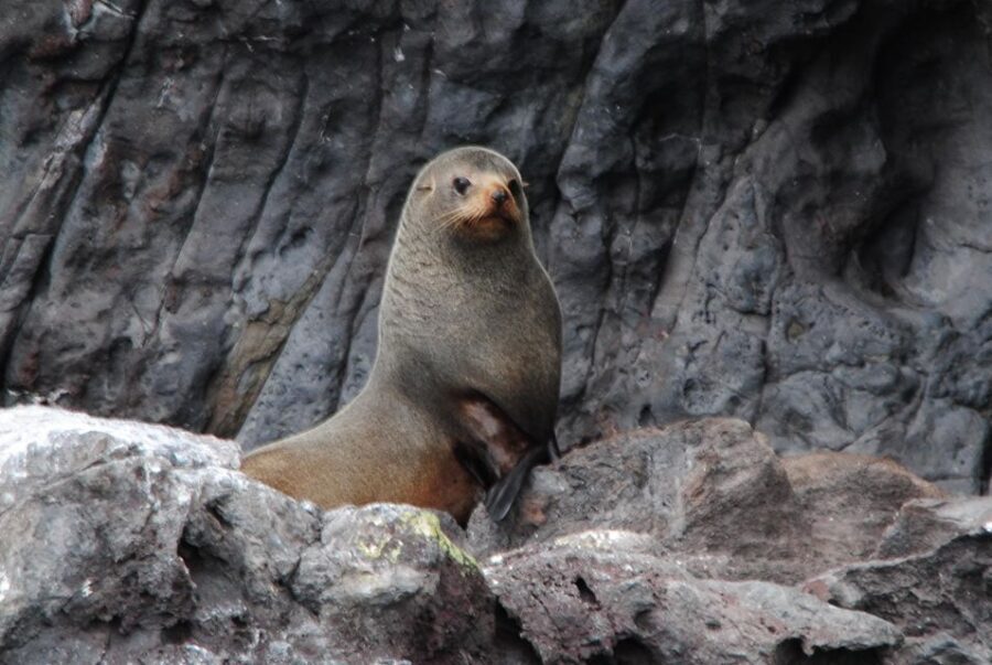 Akaroa Harbour 2-Hour Dolphin Nature Cruise - The Itinerary and What to Expect