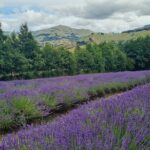 Akaroa Lavender Seasonal Guided Tour Experience - The Itinerary in Detail