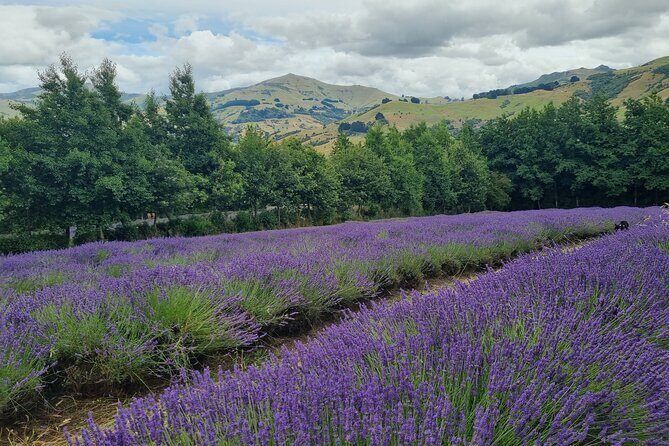 Akaroa Lavender Seasonal Guided Tour Experience - The Itinerary in Detail