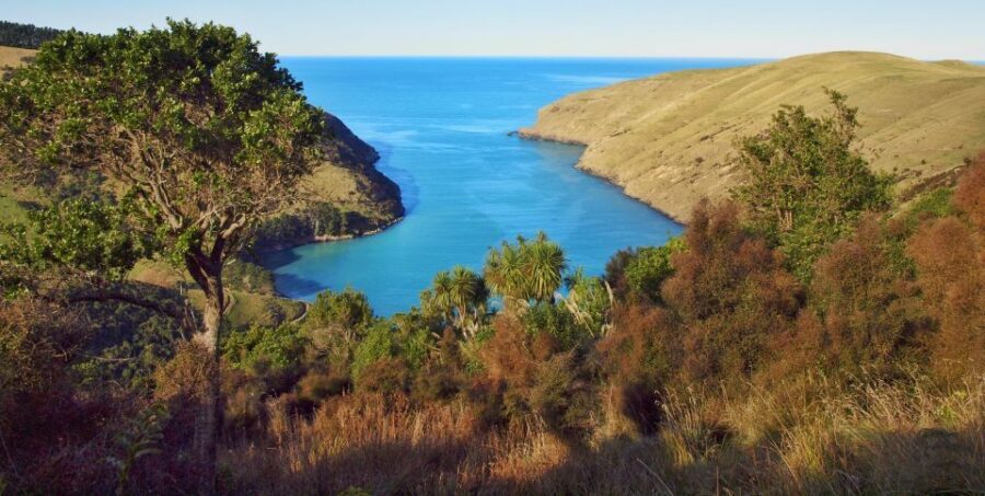 Akaroa: Pohatu Penguins Scenic Nature 2-Hour or 4-Hour Tour - The Balance: Pros and Considerations