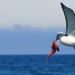Akaroa: Scenic Coastline Wildlife Cruise - The Experience: Details and Expectations