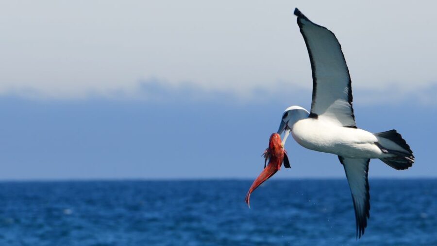 Akaroa: Scenic Coastline Wildlife Cruise - The Experience: Details and Expectations