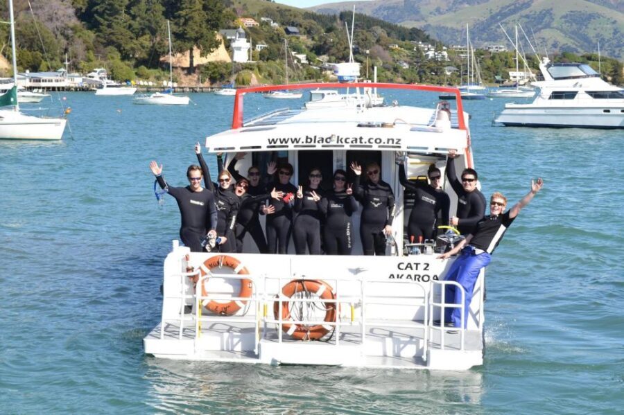 Akaroa: Swimming with Wild Dolphins Experience - The Wildlife and Scenery
