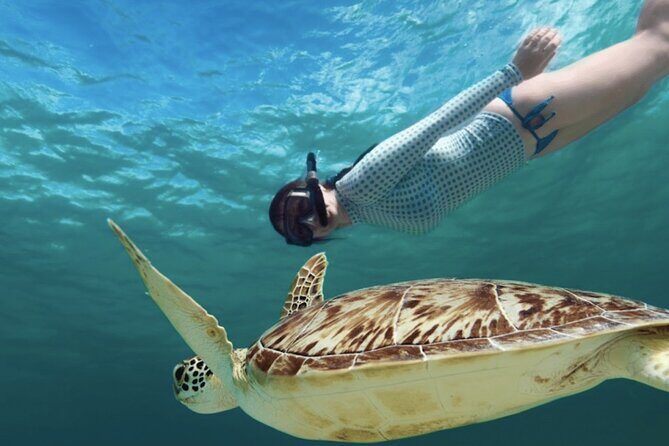 Akumal paradise tour Swimming with Turtles & ancient Tulum Ruins. Lunch included - What We Like About This Tour