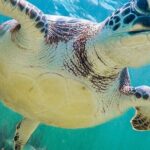 Akumal Reef Snorkel and Turtle Sanctuary From Riviera Maya - Visualizing Your Day