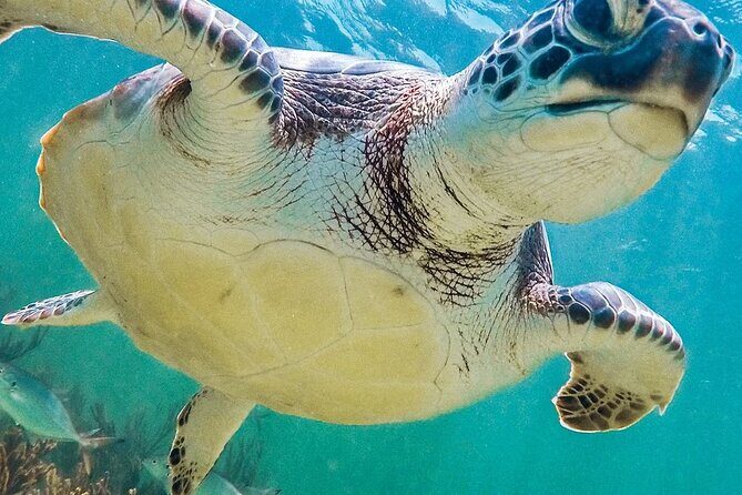 Akumal Reef Snorkel and Turtle Sanctuary From Riviera Maya - Visualizing Your Day