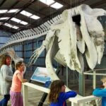 Albany: Historic Whaling Station Entry Ticket - FAQ