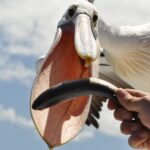 Albany Wildlife and Scenic Cruise - Why This Tour Works for Travelers