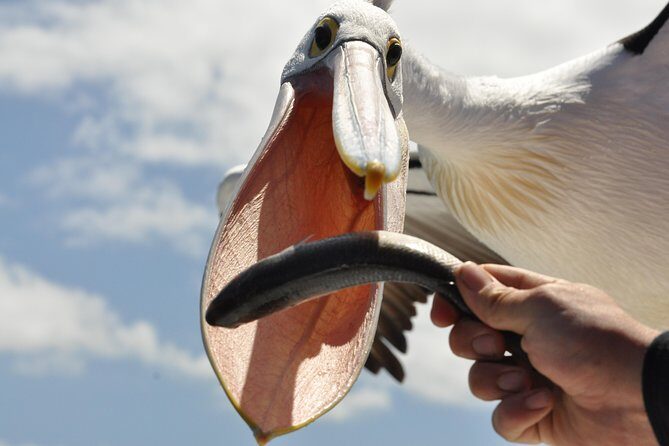 Albany Wildlife and Scenic Cruise - Why This Tour Works for Travelers