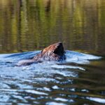 Algonquin Park 4-Day Deluxe Camping & Canoeing Adventure - What the Trip Offers in Practical Terms