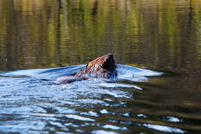 Algonquin Park 4-Day Deluxe Camping & Canoeing Adventure - What the Trip Offers in Practical Terms