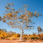 Alice Springs to Ross River Resort: A Self-Guided Outback Drive - Why This Tour Offers Great Value