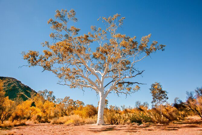 Alice Springs to Ross River Resort: A Self-Guided Outback Drive - Why This Tour Offers Great Value