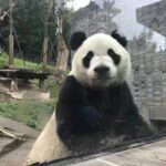 All Inclusive Customizable Chengdu Full Day Panda Tour - Visiting the Chengdu Panda Base