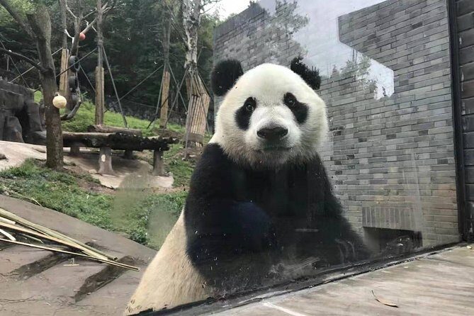All Inclusive Customizable Chengdu Full Day Panda Tour - Visiting the Chengdu Panda Base