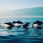 All inclusive Lovina Dolphins Sunrise tour, Waterfall & Temple - The Experience and Its Practicalities