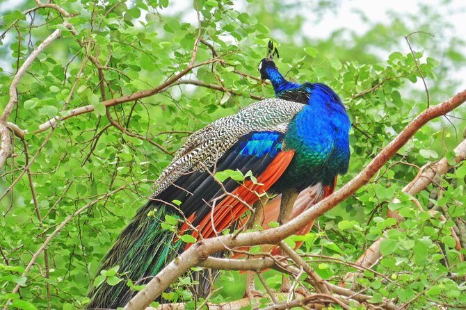 All Inclusive Overnight Tented Camping in Yala From Kandy - The Campsite Experience: Comfort in the Wilderness