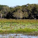 All Inclusive Private day tour to Wipattu National Park From Negombo - Value for Money