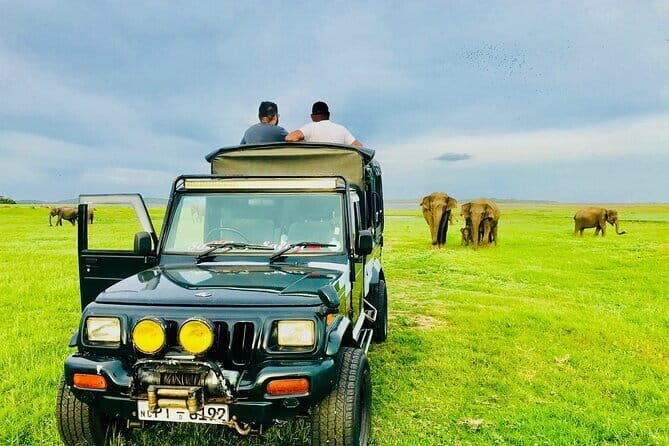 All Inclusive Private Jeep Safari To Minneriya National Park - What’s Included and What You Can Expect