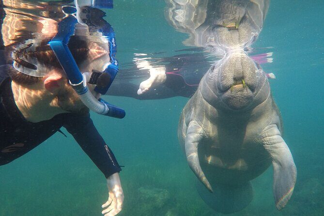 All Inclusive Private Manatee Swim - The Itinerary: What To Expect