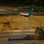 All Inclusive Private Safari at Yala and Bundala National Parks with Lunch - Food and Drink: A Tasty Break