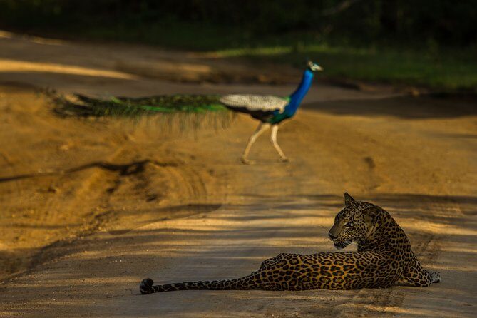 All Inclusive Private Safari at Yala and Bundala National Parks with Lunch - Food and Drink: A Tasty Break