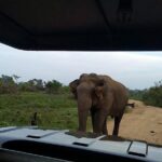 All Inclusive Udawalawe National Park Safari Day Tour from Colombo and Negombo - The Value of a Guided Safari