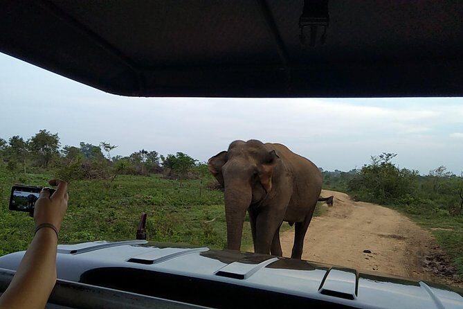 All Inclusive Udawalawe National Park Safari Day Tour from Colombo and Negombo - The Value of a Guided Safari