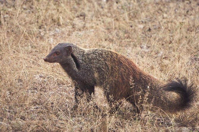 All Inclusive Yala National Park Jeep Safari from Colombo - The Value of a Well-Organized, All-Inclusive Tour