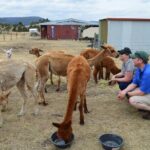 Alpaca Farm Tours with Toffeemont - Visiting Tips and Practicalities