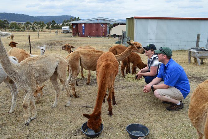 Alpaca Farm Tours with Toffeemont - Visiting Tips and Practicalities