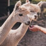 Alpaca Interaction and Wine Tasting - The Experience at Grapetown Vineyard