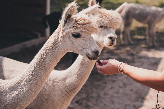 Alpaca Interaction and Wine Tasting - The Experience at Grapetown Vineyard