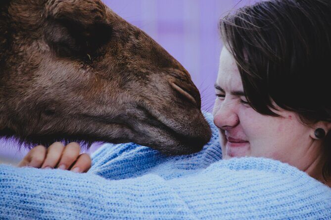 Alpaca Meet and Greet Experience in Peterborough - Practical Details for Visitors
