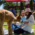 Alpaca Picnic Experience in Oregon - The Appeal of Alpacas: Why They Make the Perfect Picnic Companions